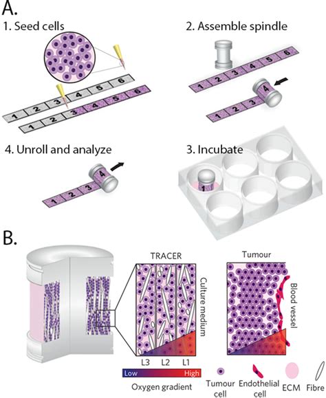Tissue Papers Leveraging Paper Based Microfluidics For The Next Generation Of 3d Tissue Models