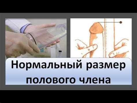 Нормальный размер полового члена YouTube