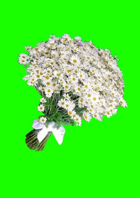 букет ромашек футаж на зелёном фоне Зеленые фоны Радужные шары Цветы