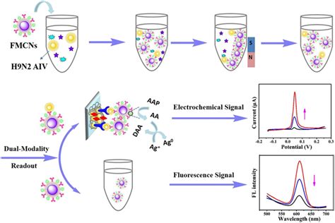 Schematic Diagram Of Fluorescence And Electrochemical Dual Mode