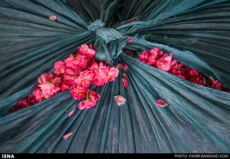 ایسنا برداشت گل محمدی در لاله زار کرمان