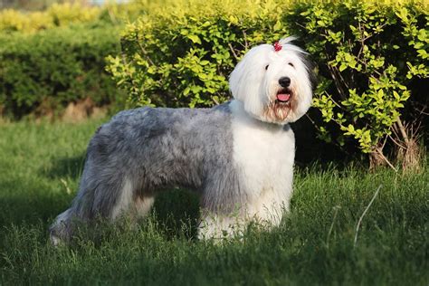 Bobtail Raza Perro Mascotas Hogarmania