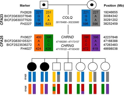 Microsatellite And Snp Haplotypes Color Coded Bars Below Individuals Download Scientific