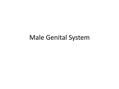 Veterinary Anatomy Of Male And Female Genital System Lectures Together And Specie Difference