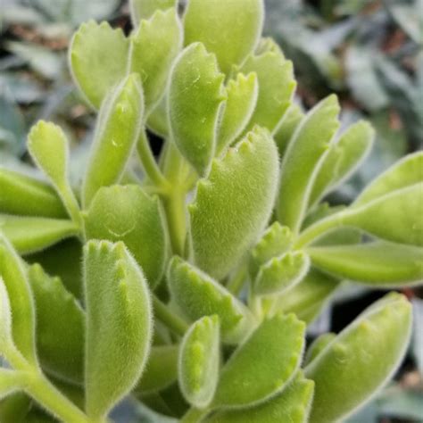 Cotyledon Ladismithiensis | Succulent Plant | Planet Desert