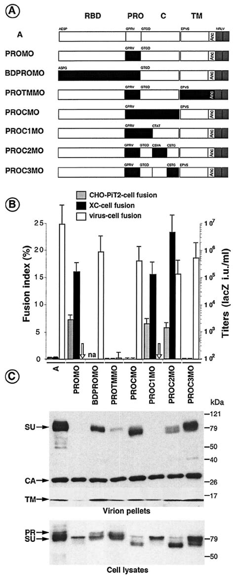 Schematic Representation Of Envelope Chimeras In Which Multiple Env