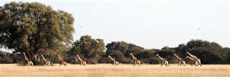 String Of Giraffes Photograph By James Hammick Fine Art America