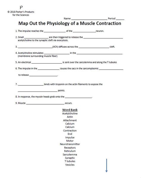 Map Out The Physiology Of A Muscle Contraction And Relaxation Worksheet Worksheets Library
