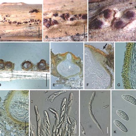 Nectria Mariae On Natural Substrata Teleomorph A B Perithecia On