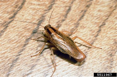 German Cockroach Blattella Germanica