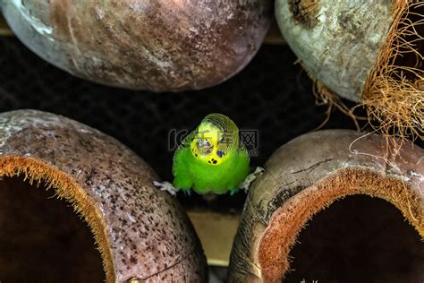 虎皮鹦鹉 澳大利亚长尾小鹦鹉 Melopisttacus Undulatus 鹦鹉 Pe高清摄影大图 千库网