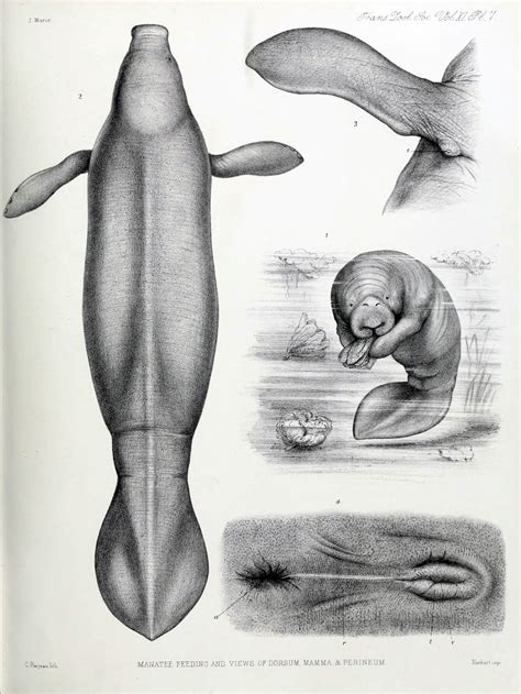 Rule 34 1885 19th Century Absurd Res Ancient Art Anus Biological Illustration English Text