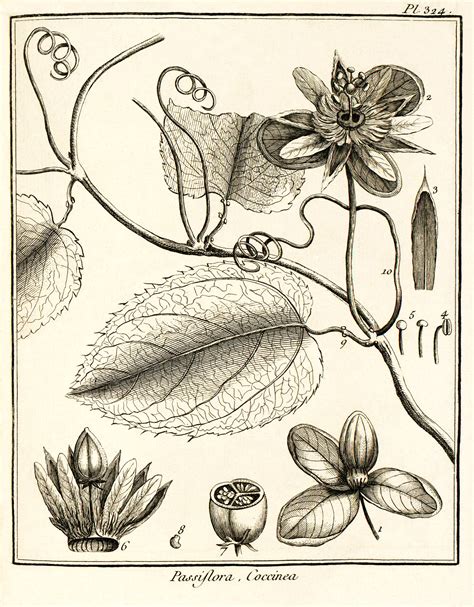 23 Vintage Passion Flower Drawings And Botanical Illustrations
