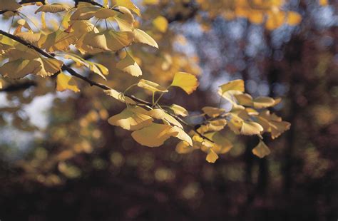 Root Issues Of Ginkgo Trees