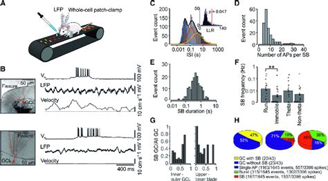 Sb Activity In Gcs In Awake Behaving Mice During Spatial Navigation A Download Scientific