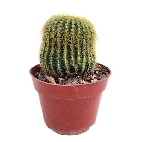 Parodia Leninghausii Golden Ball Cactus Diameter Plants