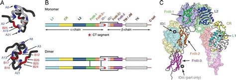 Structure Of Insulin And Insulin Receptor A Alternate Views Of