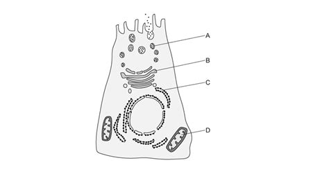 Cells As The Basic Units Of Living Organisms Exam Questions Cie A Level Biology 2025