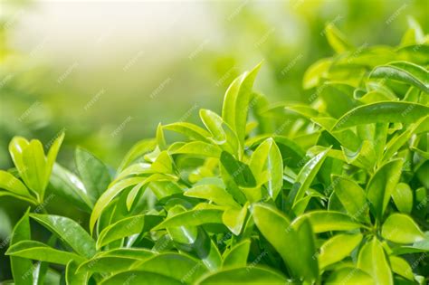 Premium Photo Nature View Of Green Leaf Abstract Background In Garden