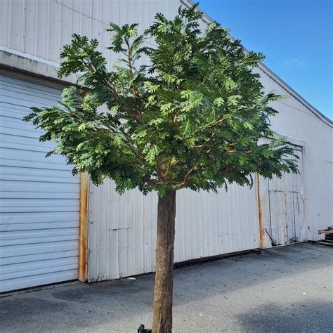 Canopy Tree Oak Synthetic Trunk Greenscape Design And Decor