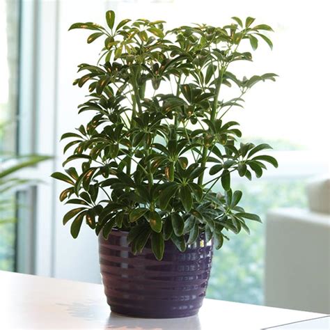 Luseane Schefflera Plant Dwarf Umbrella Aftercare Bonsai Bar