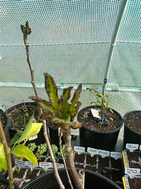 Fig Problem General Fruit Growing Growing Fruit