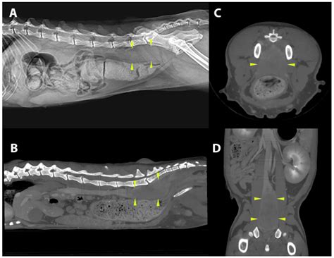 Microsporum Canis Causes Cutaneous And Extracutaneous Feline