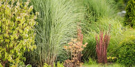 Master The Art Of Planting Patterns Design Dynamic Sustainable Gardens