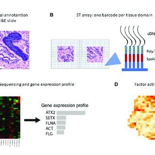 Spatial Transcriptomics Workflow Including The Downstream Analysis Download Scientific