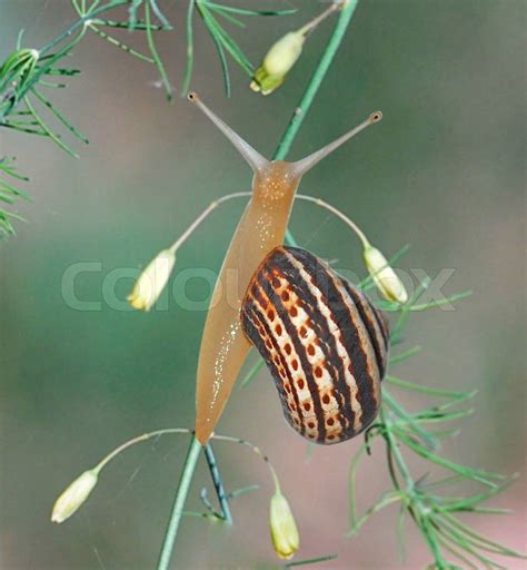 Snail Colourbox Snail Colourbox