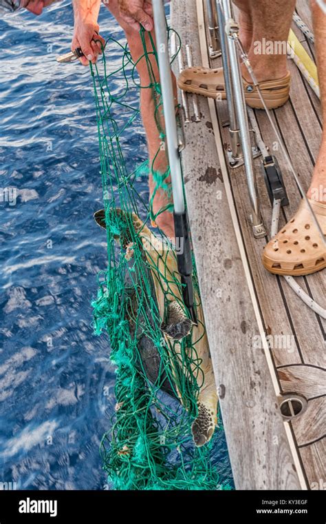 A Loggerhead Turtle Trapped In A Plastic Fishing Net In The Atlantic Ocean Is Rescued And Set