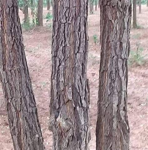 သင်းရန သင်းရနံ့ ရွှေဘိုသနပ်ခါးစစ်စစ်ရောင်းဝယ်ရေး ပင်ရင်း