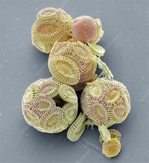 Coccolithophores Sem Stock Image F043 8699 Science Photo Library