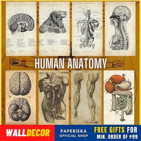 Human Anatomy Vintage Official Medical Poster Stickers Laminated