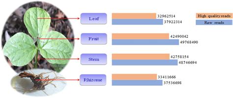 Details Of Tissue Used For Spatial Transcriptome Analysis Vis à Vis Raw Download Scientific