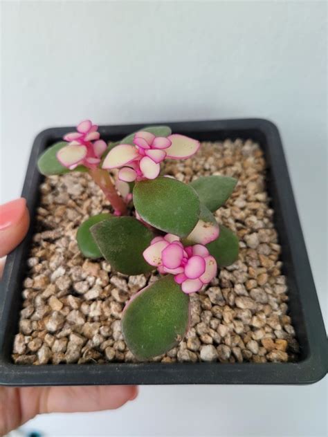 다육식물 아악무 핑크아악무 은행목 키우기 분갈이하기 꽃말 아악무 외목대 만들기 물들이는 방법 네이버 블로그