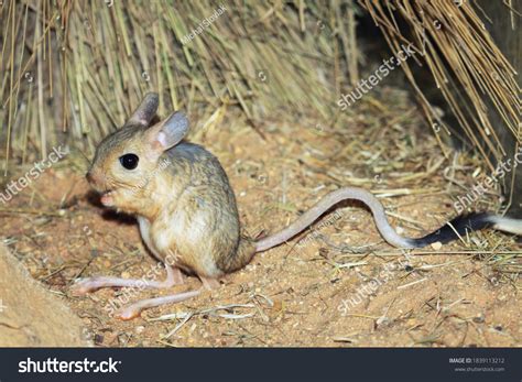 Grande Jerboa Egipcio
