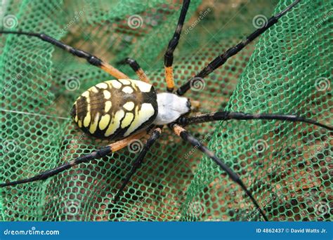 Vivid Spider Picture Image 4862437