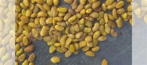 Семена люцерны купить в Шумерле Товары для дома и дачи Авито