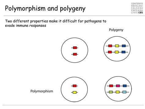 ppt mhc polymorphism powerpoint presentation free download id 1277416