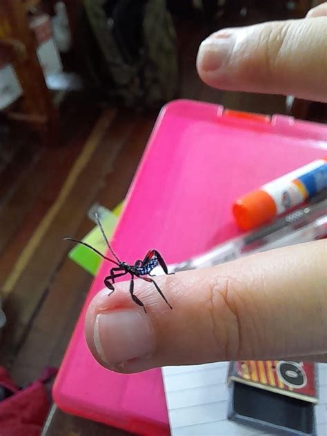 Need Help Identifying These Two Insects Rinsects