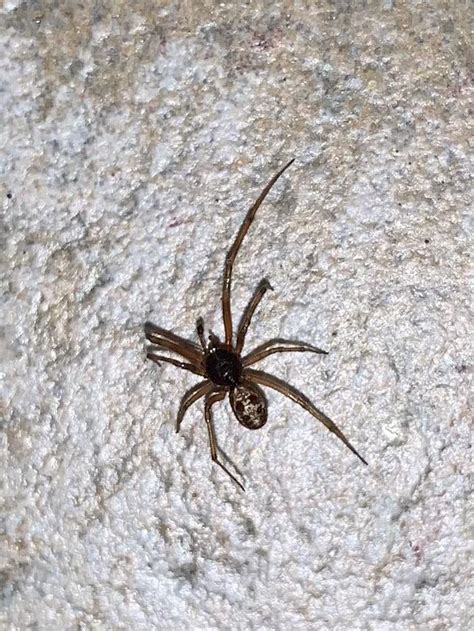 Is This A Triangulate Cobweb Spider R Spiders