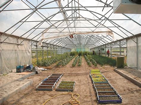 Защита на растенията от болести в парници и оранжерии Български Фермер