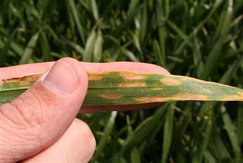 10 Advanced Tips For Effective Crop Monitoring And Early Pest And Pathogen Detection Wikifarmer