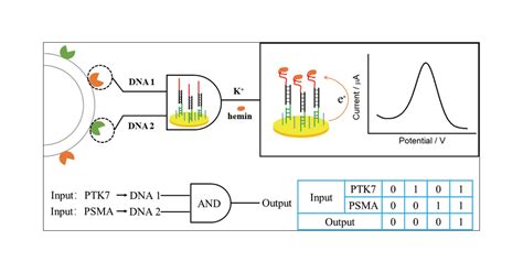 Dual Aptamer Assisted And Logic Gate For Cyclic Enzymatic Signal Amplification Electrochemical