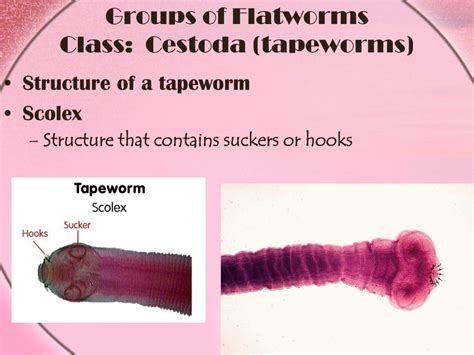 Ppt Worms And Mollusks Powerpoint Presentation Free Download Id