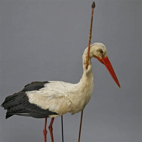 The Story Of The Stork Shot By A Hunter In Germany That In 1822 Was