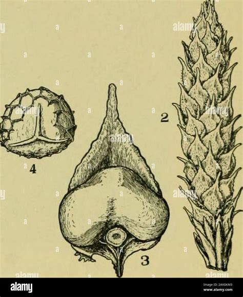Lycopodium Strobilus