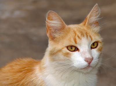 El Ojo Del Buitre Felinos Gato Doméstico Felis Silvestris Catus