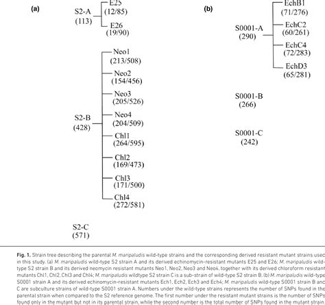 Figure 1 From Using Genome Comparisons Of Wild Type And Resistant Mutants Of Methanococcus